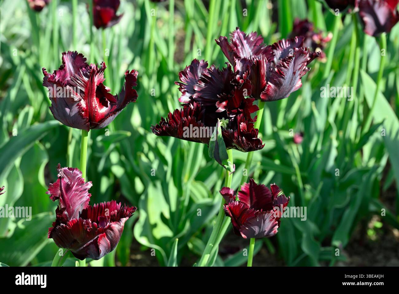 Deep red fringed spring flowers of tulip, Tulipa 'Black Parrot' UK ...