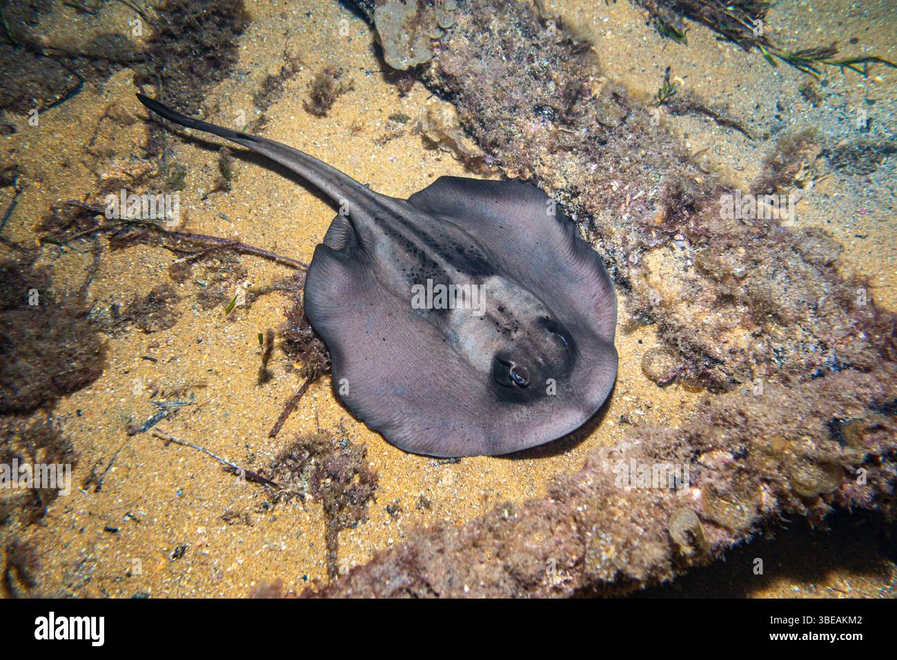 Stingarees hi-res stock photography and images - Alamy