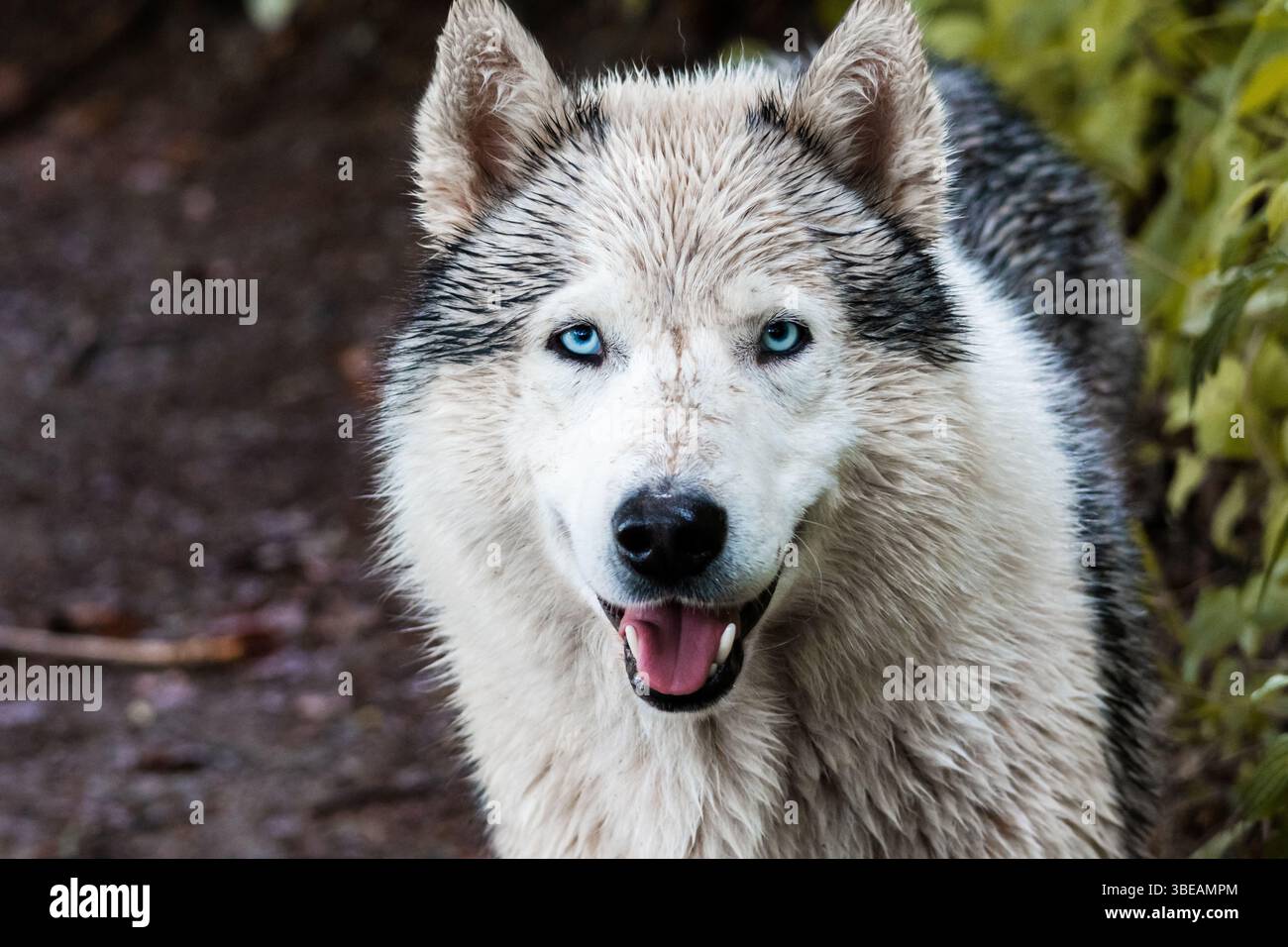 Portrait of a Siberian Husky with striking blue eyes and wet fur ...