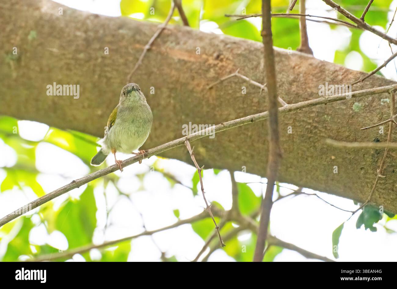 Grey-backed camaroptera (Camaroptera brachyura Stock Photo - Alamy