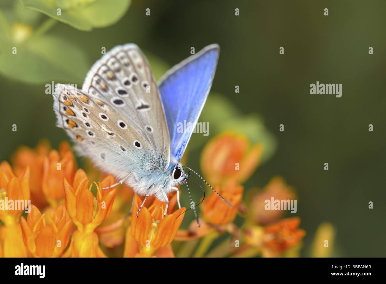 Blue butterfly - Polyommatus icarus - on butterfly weed - Asclepias ...