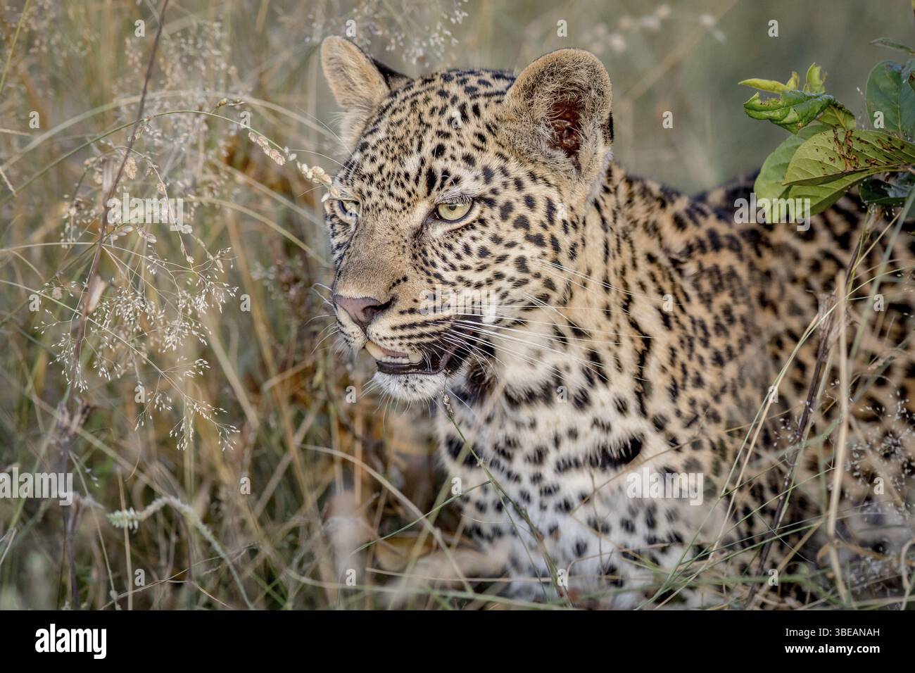 Side profile of a starring Leopard in the Kruger National Park, South ...