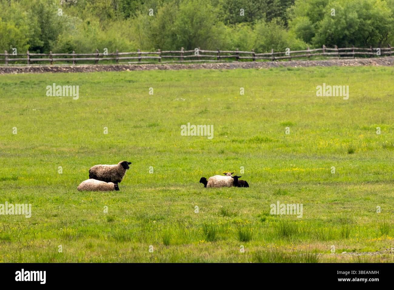 A few sheep and lambs lying and grazing on a peaceful green field under ...