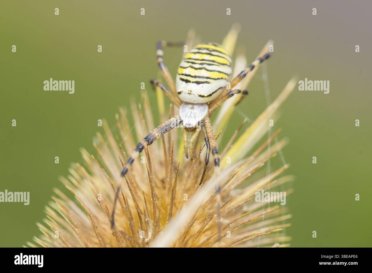 Female wasp spider Stock Photo - Alamy