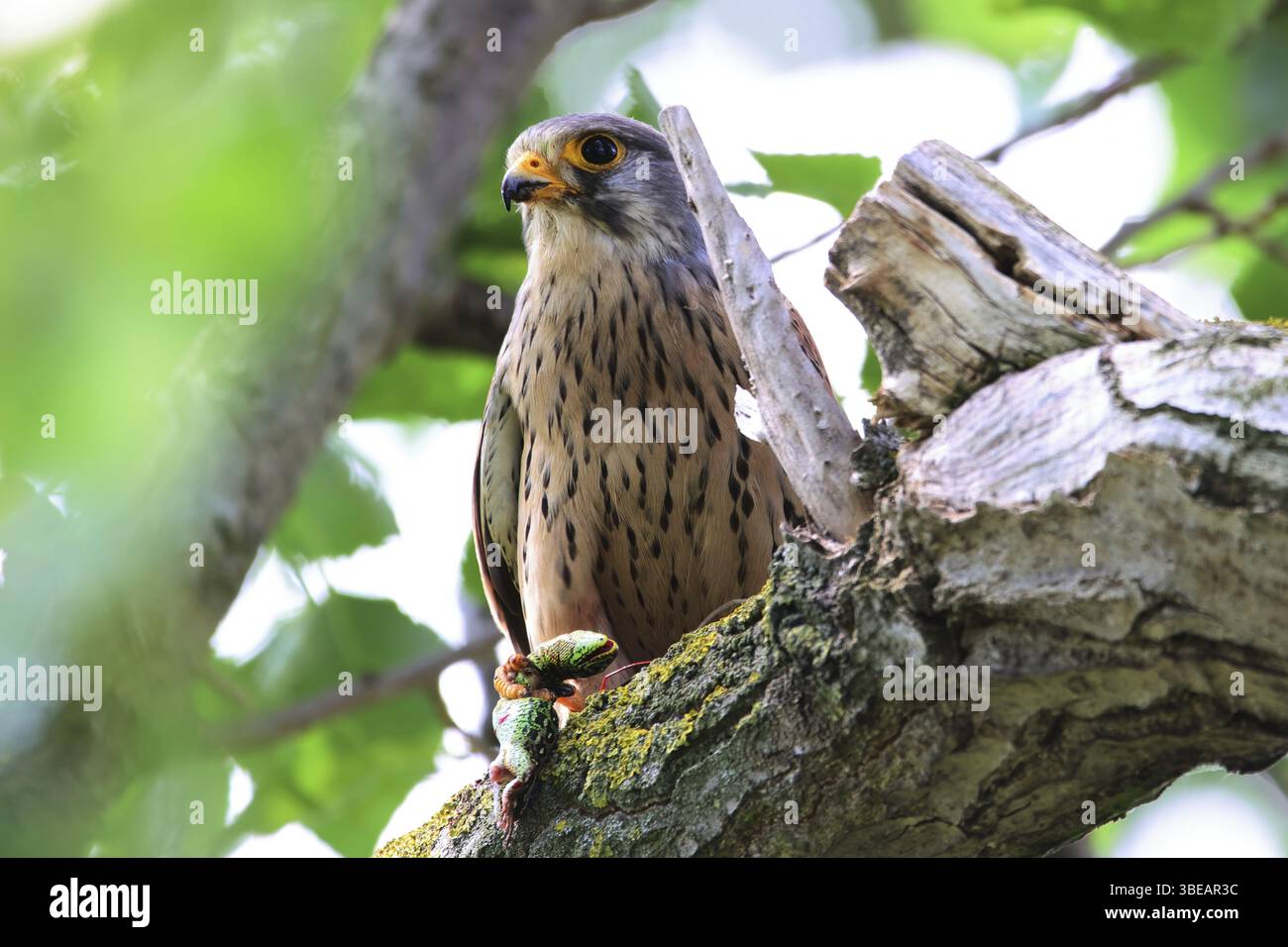 Falco bird of prey hi-res stock photography and images - Alamy