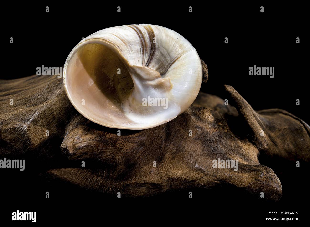 Close-up of a Polymita picta shell, also known as the Cuban painted ...