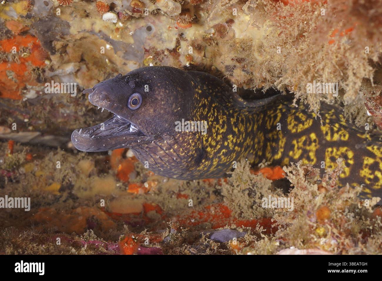 Mediterranean moray eel (Muraena helena Stock Photo - Alamy