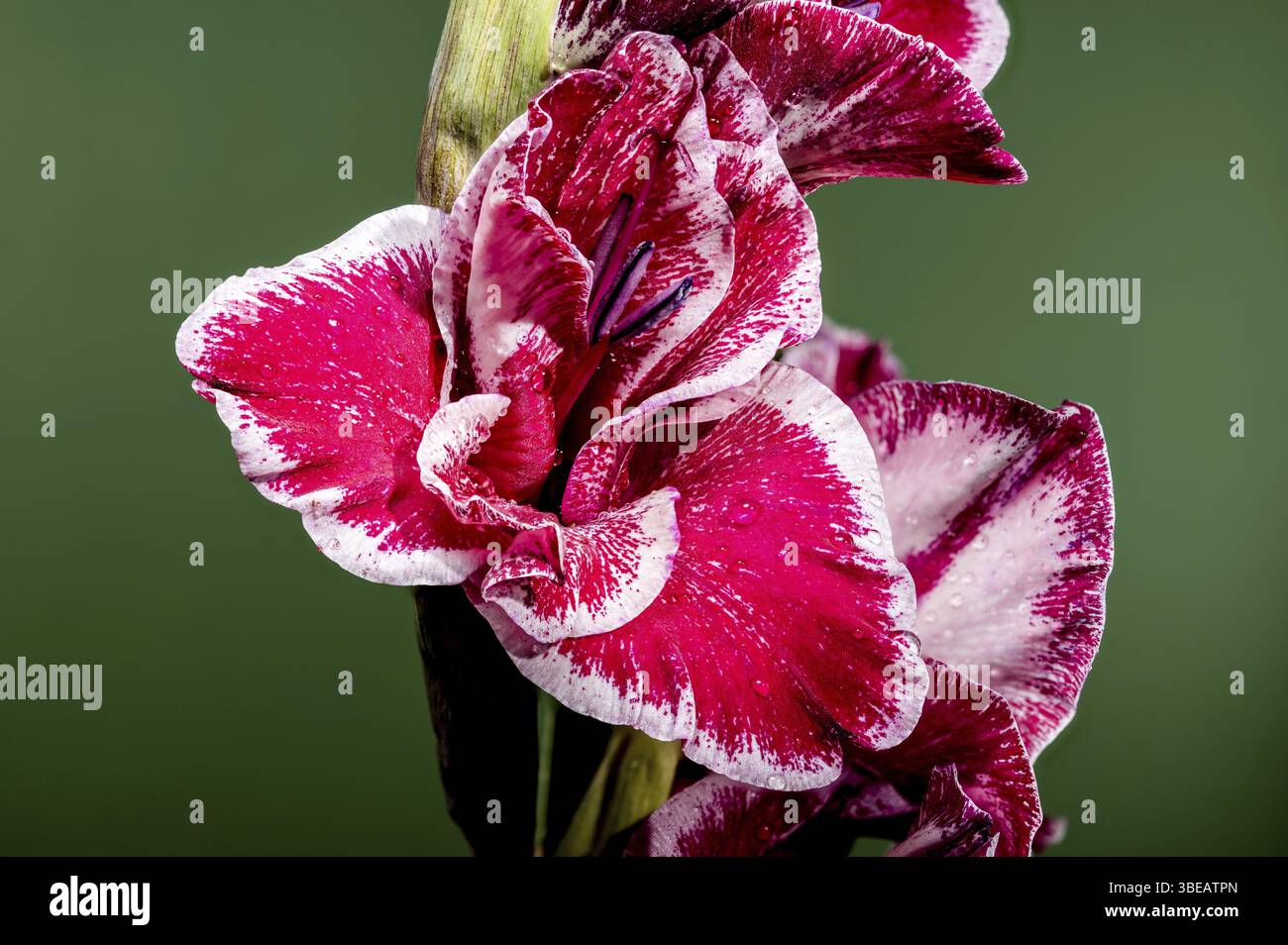Beautiful Blooming red Gladiolus Jiri Vaclavik on a green background ...