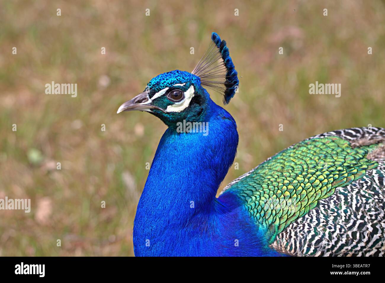 Peacock side view hi-res stock photography and images - Alamy