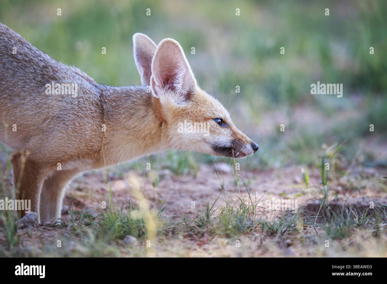 Side profile of a Cape fox in the Kgalagadi Transfrontier Park, South ...