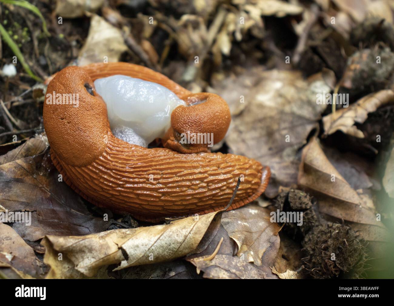 Slugs mating hi-res stock photography and images - Alamy