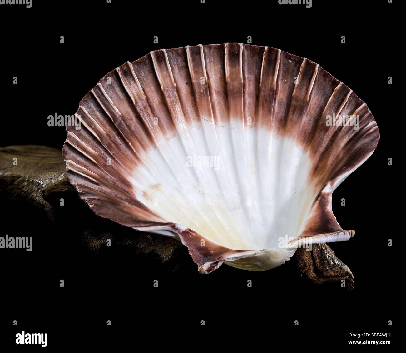Pecten jacobaeus hi-res stock photography and images - Alamy