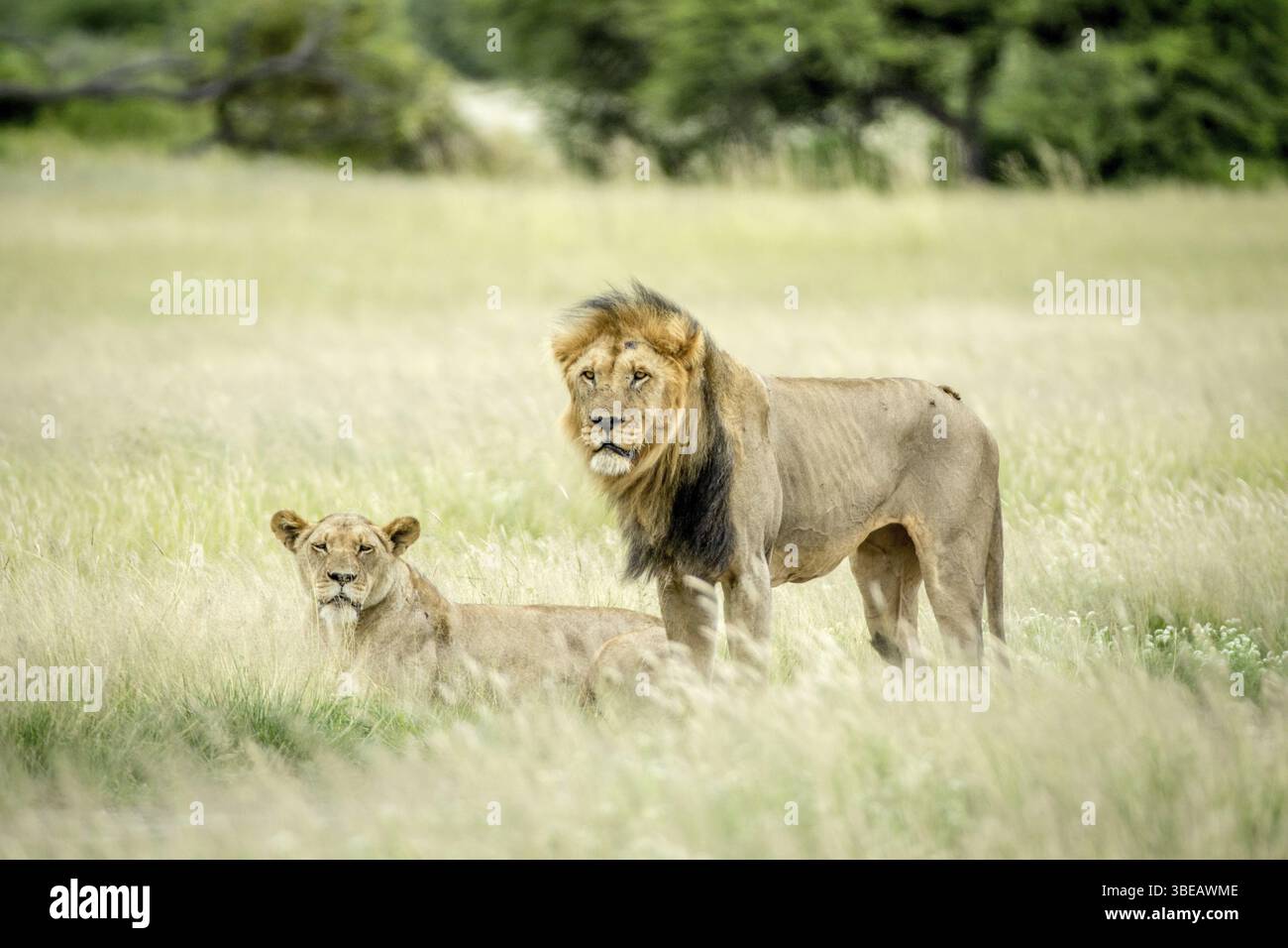 Lion mating couple in the grass in the Central Kalahari, Botswana ...