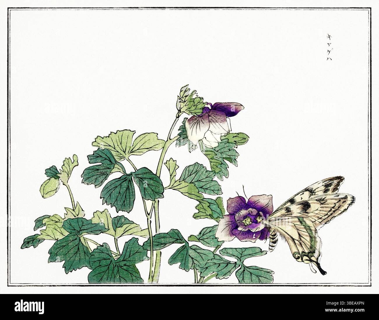 Butterfly and flower scene by Morimoto Toko, 1910 - restored from ...