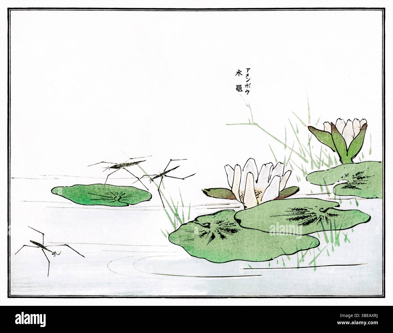 Detailed water striders on pond illustration by Morimoto Toko, 1910 ...