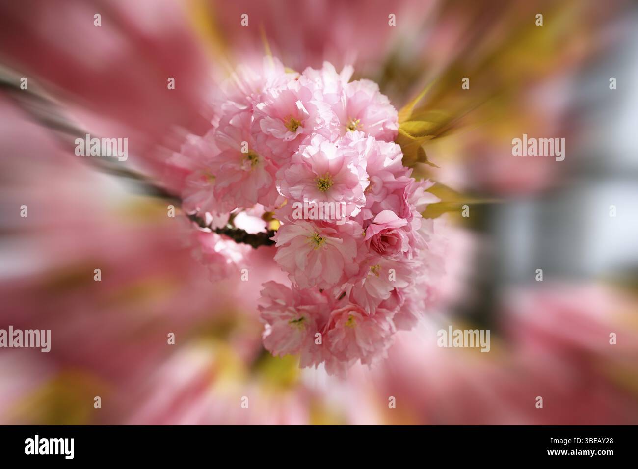 Japanese Cherry, Oriental Cherry, Japanese Cherry Tree, Japanese ...