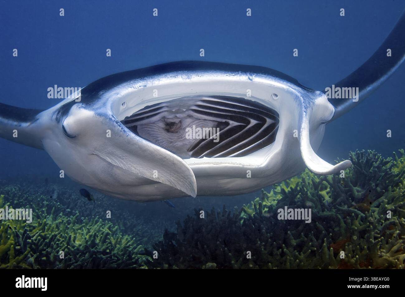 Underwater photo of giant ray manta (Manta alfredi) Reef manta plankton ...