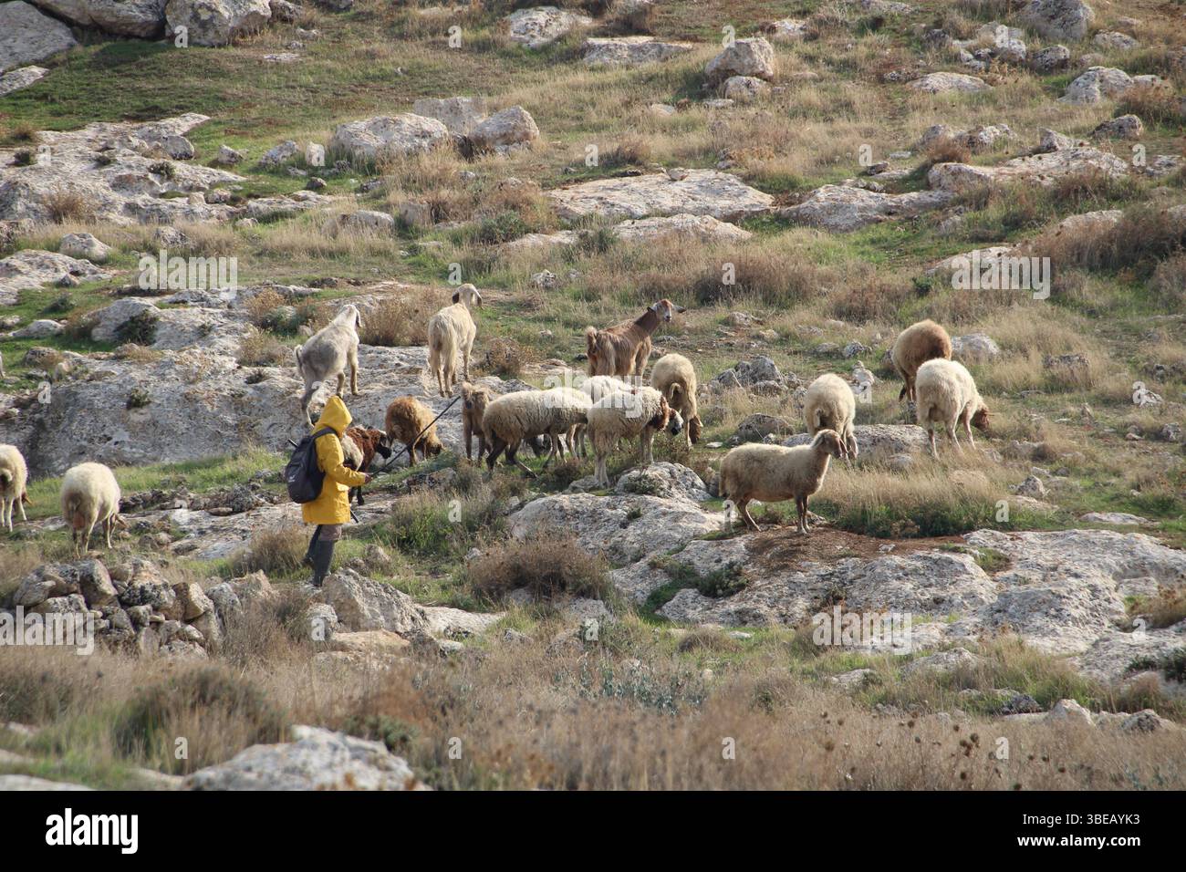 A shepherd in a yellow coat watches over his flock on a rocky hillside ...