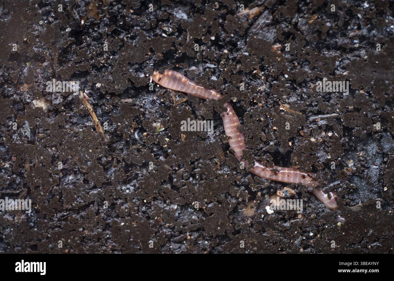 Earthworm (Lumbricidae) moving through wet soil behind a pane of glass ...
