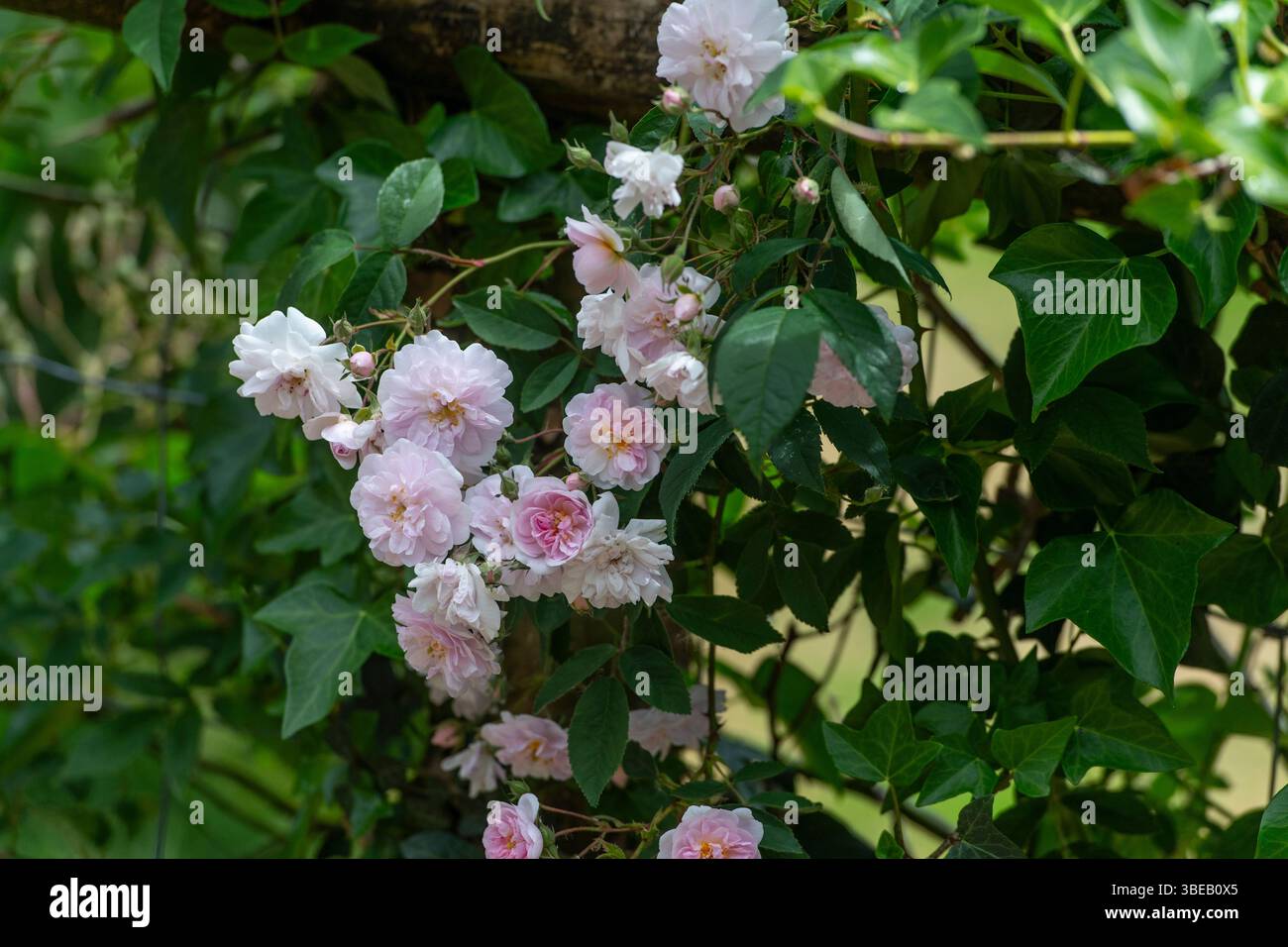 English climbing rose david austin hi-res stock photography and images ...