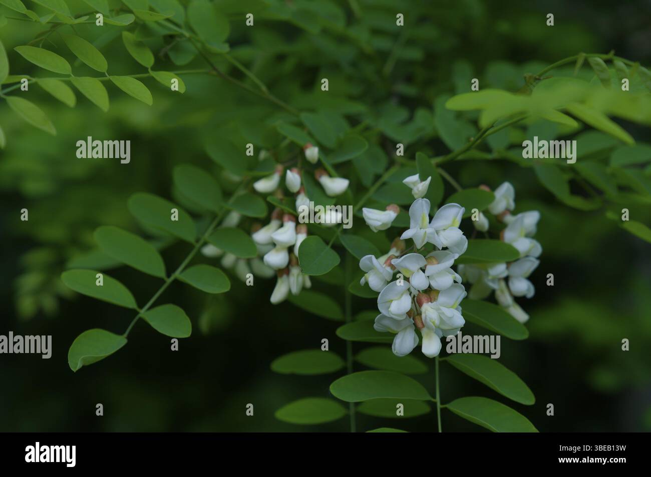 Common robinia (Robinia pseudoacacia), blossom, spring, May, false ...