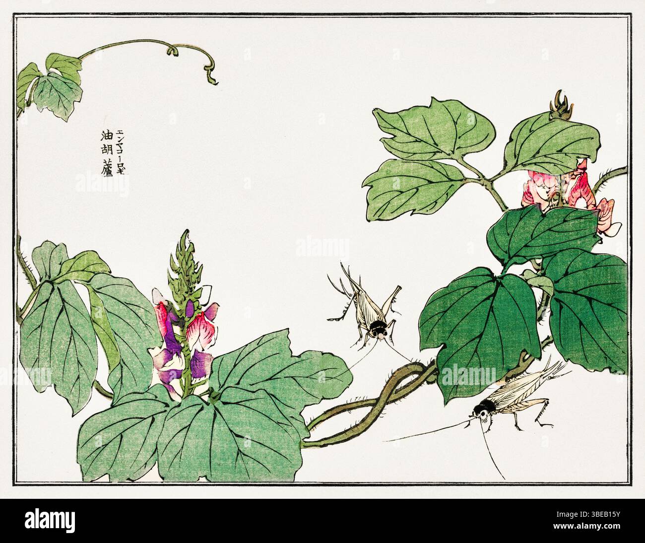 Delicate leaf and flower illustration by Morimoto Toko, 1910 - classic ...
