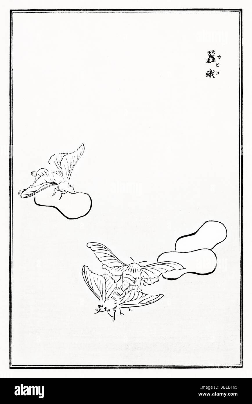 Detailed moth illustration by Morimoto Toko, 1910 - vintage Japanese ...