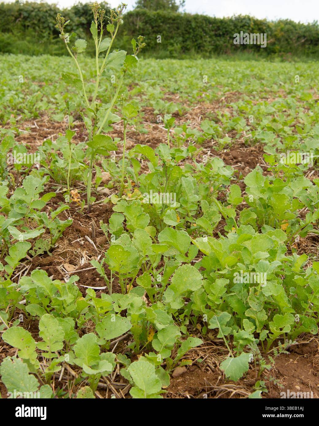 Farm crop cover hi-res stock photography and images - Alamy