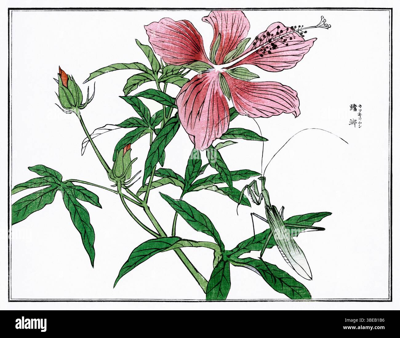 Elegant flower illustration by Morimoto Toko, 1910 - classic Japanese ...