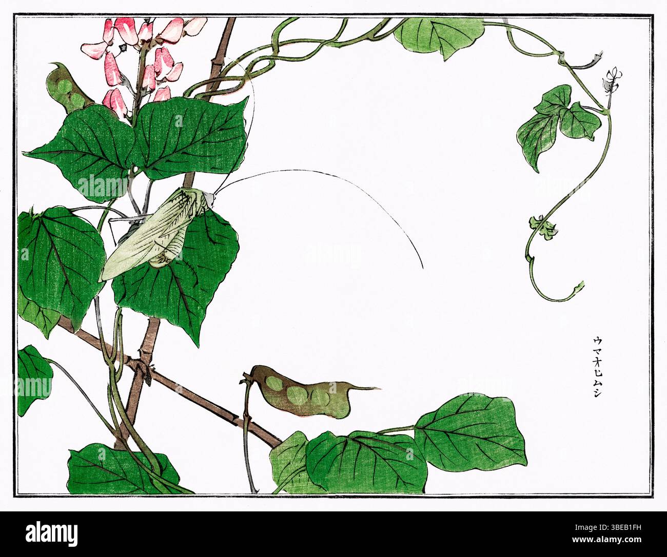 Detailed locust on leaf illustration by Morimoto Toko, 1910 - vintage ...