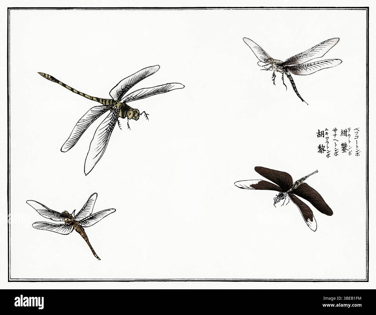 Delicate dragonflies by Morimoto Toko, 1910 - classic Japanese Kacho-ga ...