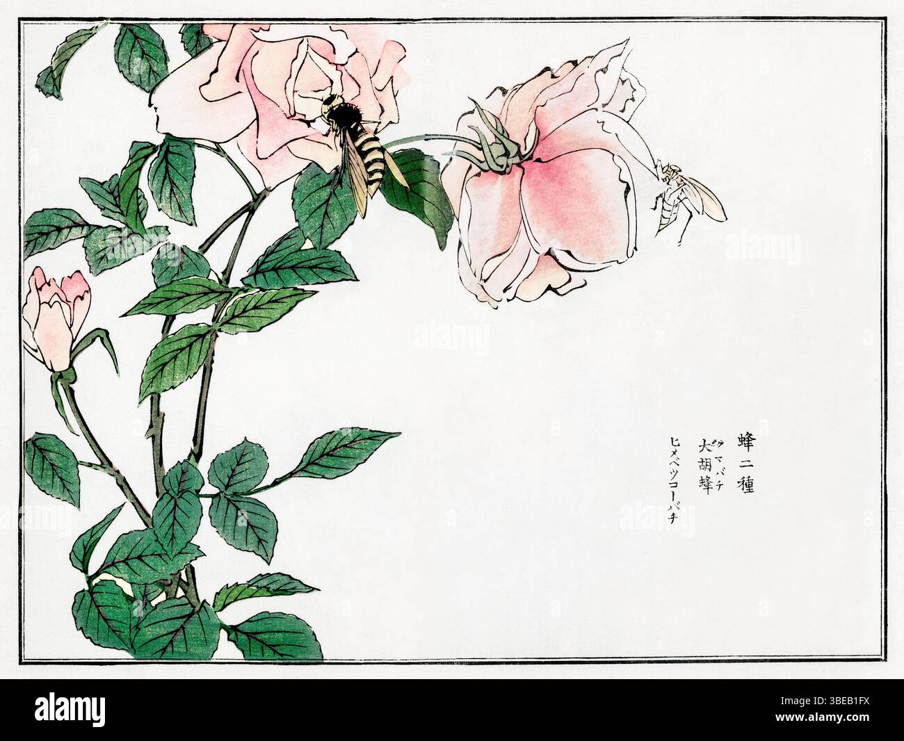 Restored 1910 Japanese illustration of bee and flower by Morimoto Toko ...