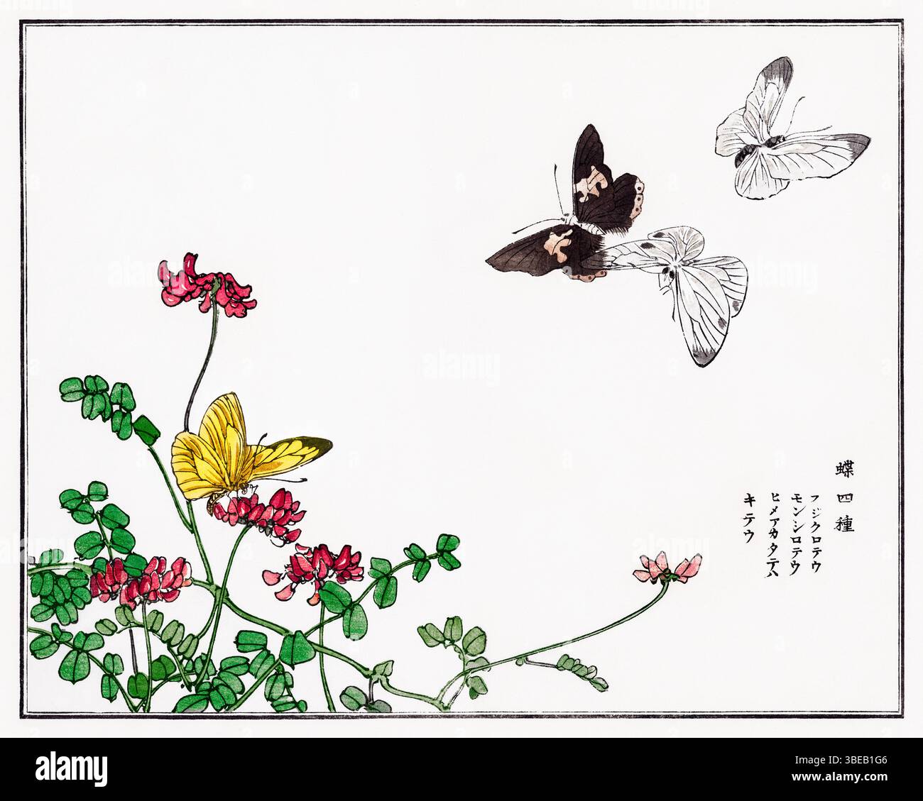 Digitally enhanced 1910 Japanese print of butterflies and flower by ...