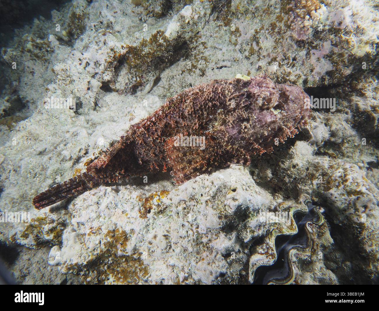 Fringed dragon's head (Scorpaenopsis oxycephala Stock Photo - Alamy