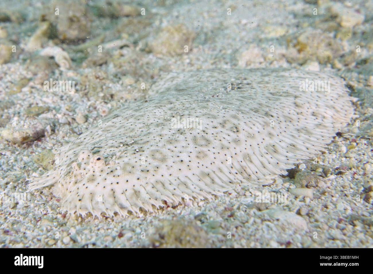 Moses sole hi-res stock photography and images - Alamy