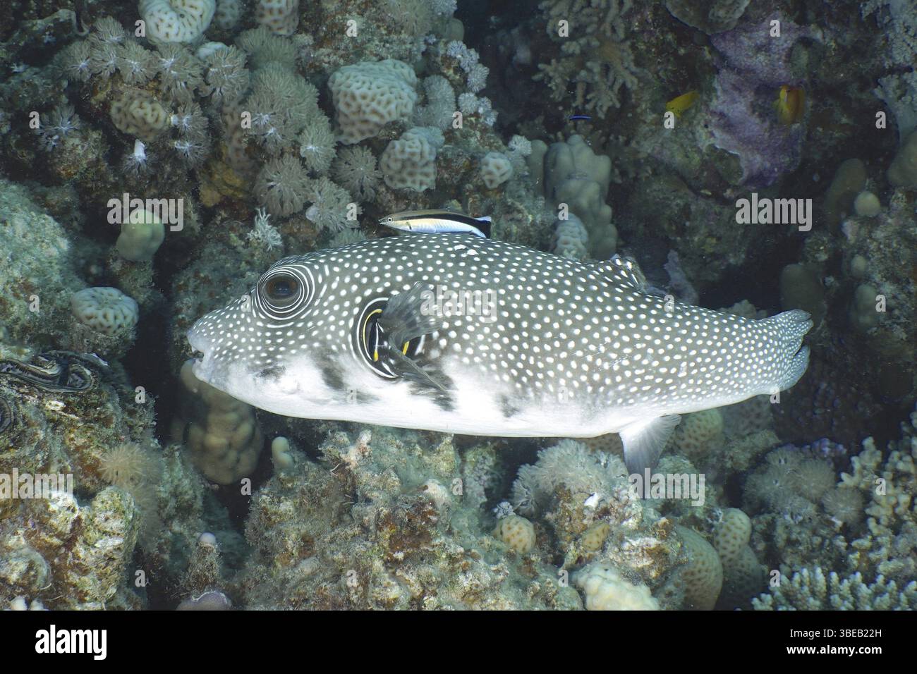 White-spotted pufferfish (Arothron hispidus Stock Photo - Alamy