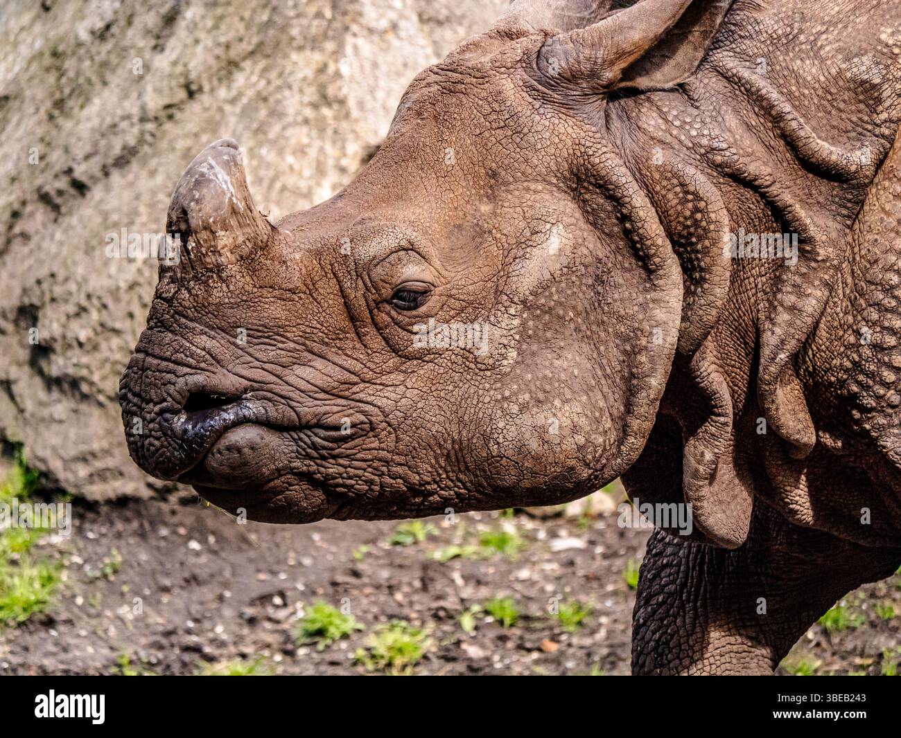 Side view of a rhino adorned with textured skin, walking in a natural ...