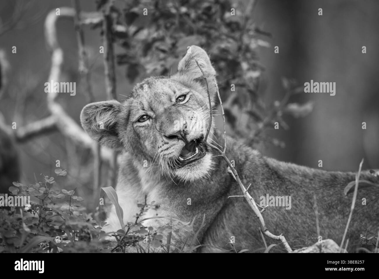 Lion cub chewing on a stick in black and white in the Kruger National ...