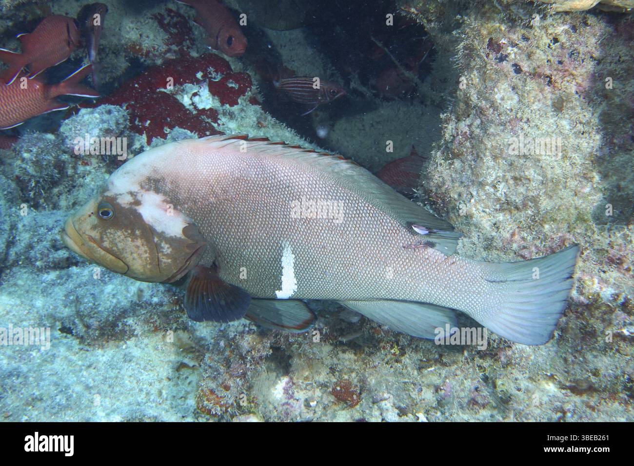 Red grouper (Aethaloperca rogaa Stock Photo - Alamy