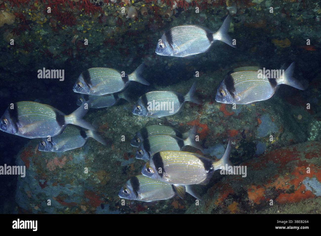 Two banded sea bream diplodus vulgaris hi-res stock photography and ...