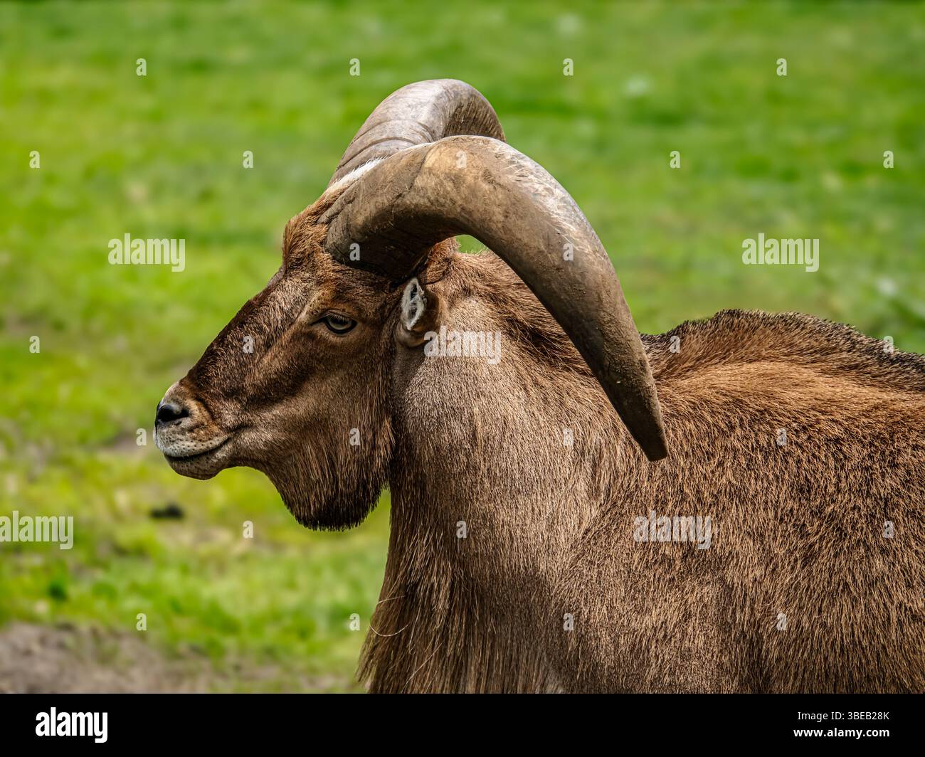 Majestic Libyan Barbary Sheep featuring large, circular curved horns ...