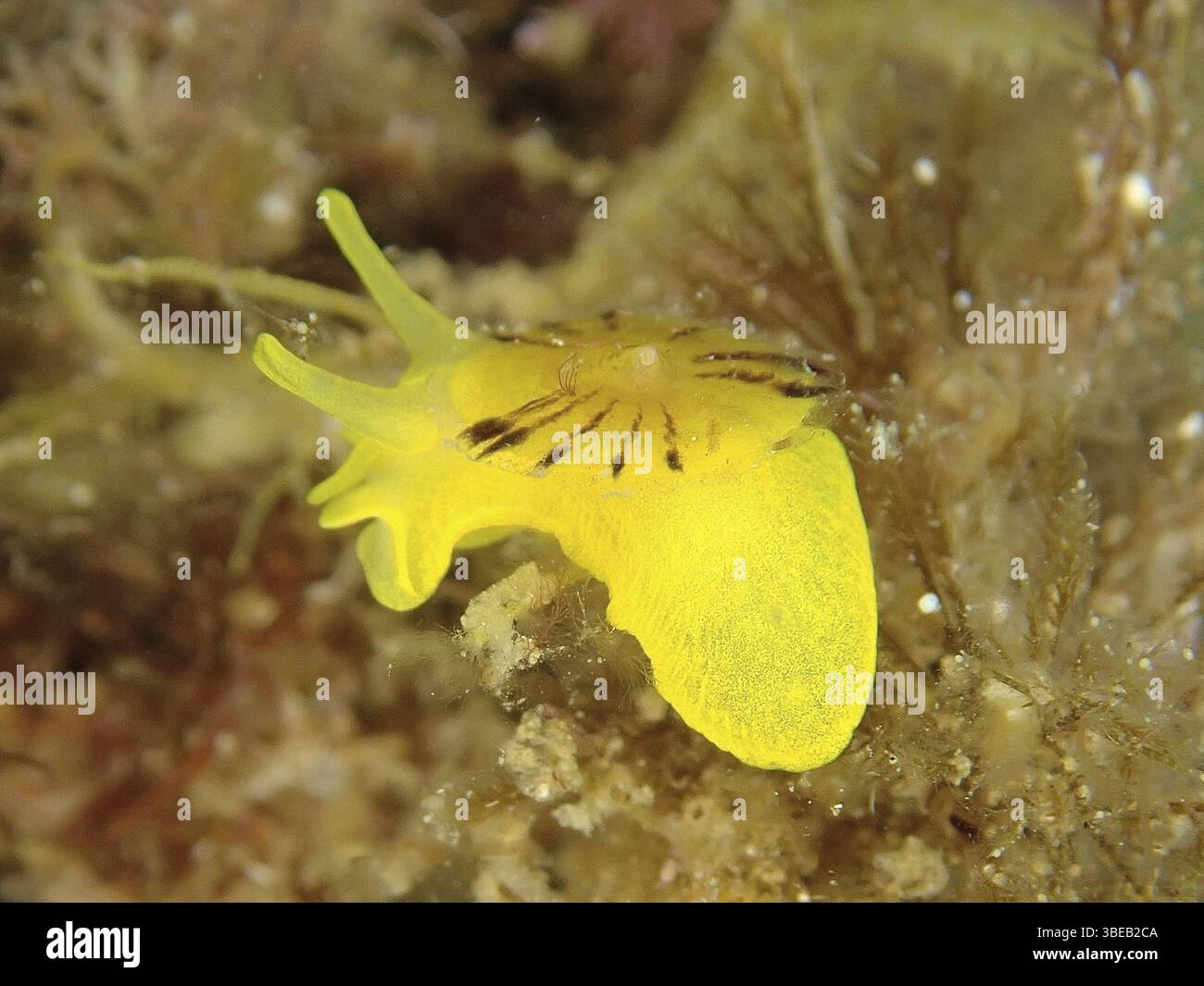 Golden sponge snail (Tylodina perversa Stock Photo - Alamy