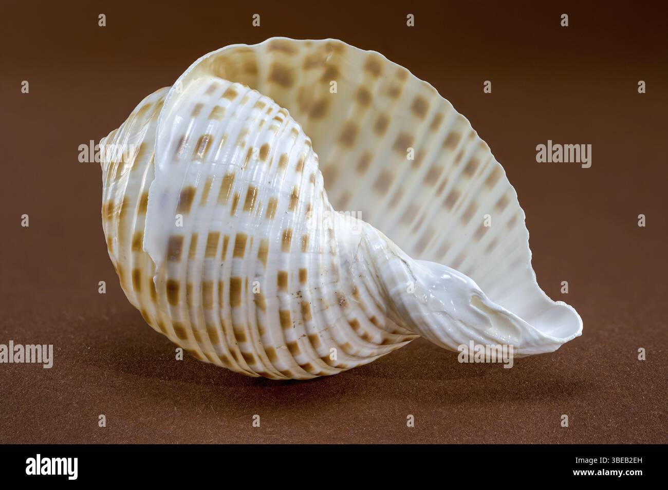 Detailed close-up of a Tonna dolium sea shell showcasing its smooth ...