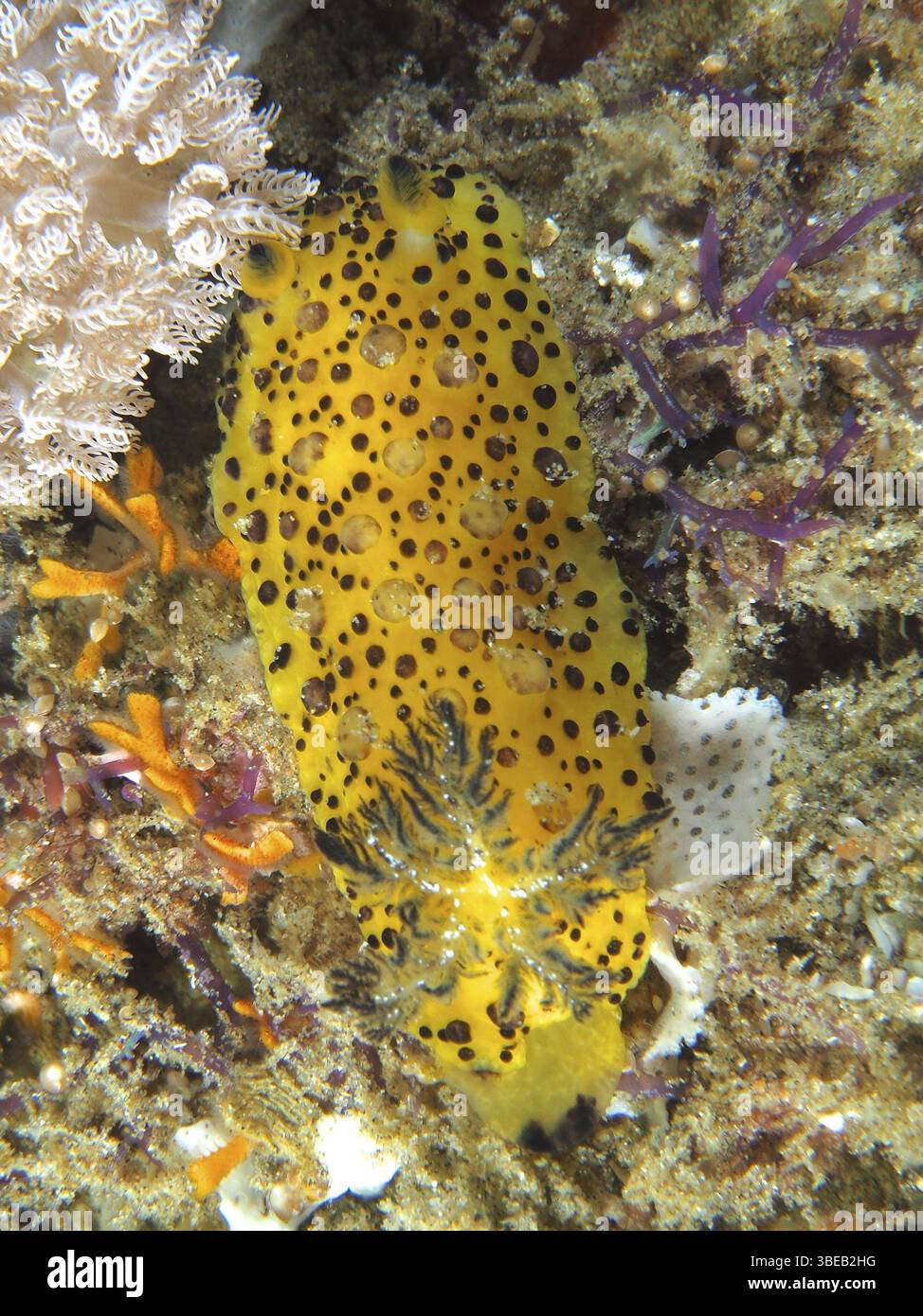 Dark spotted doris (Doris sp Stock Photo - Alamy