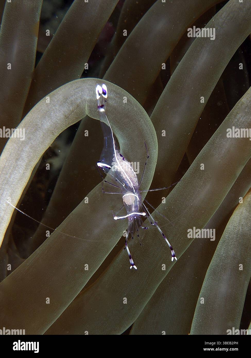 Red Sea partner shrimp (Periclimenes longicarpus Stock Photo - Alamy