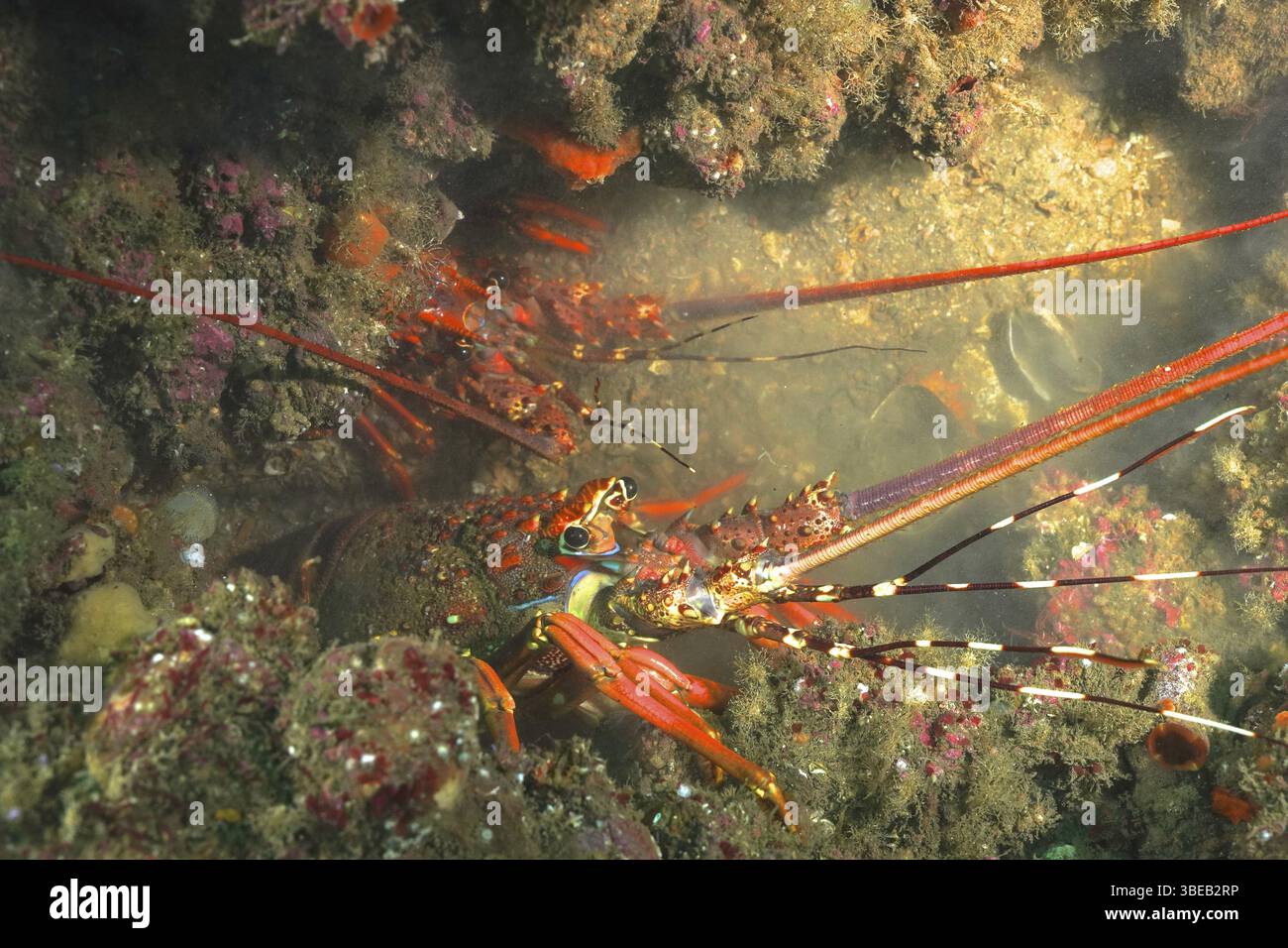 Crested langoustine (Panulirus homarus rubellus Stock Photo - Alamy