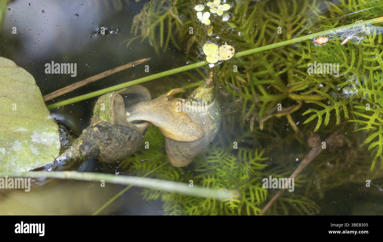 Pointed mud snails mating (Lymnaea stagnalis Stock Photo - Alamy