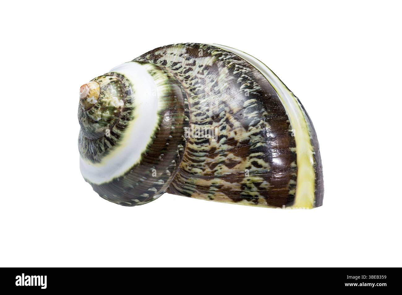 Polished GREEN JADE Banded Turbo Hermit CRAB Sea Shell isolated on ...