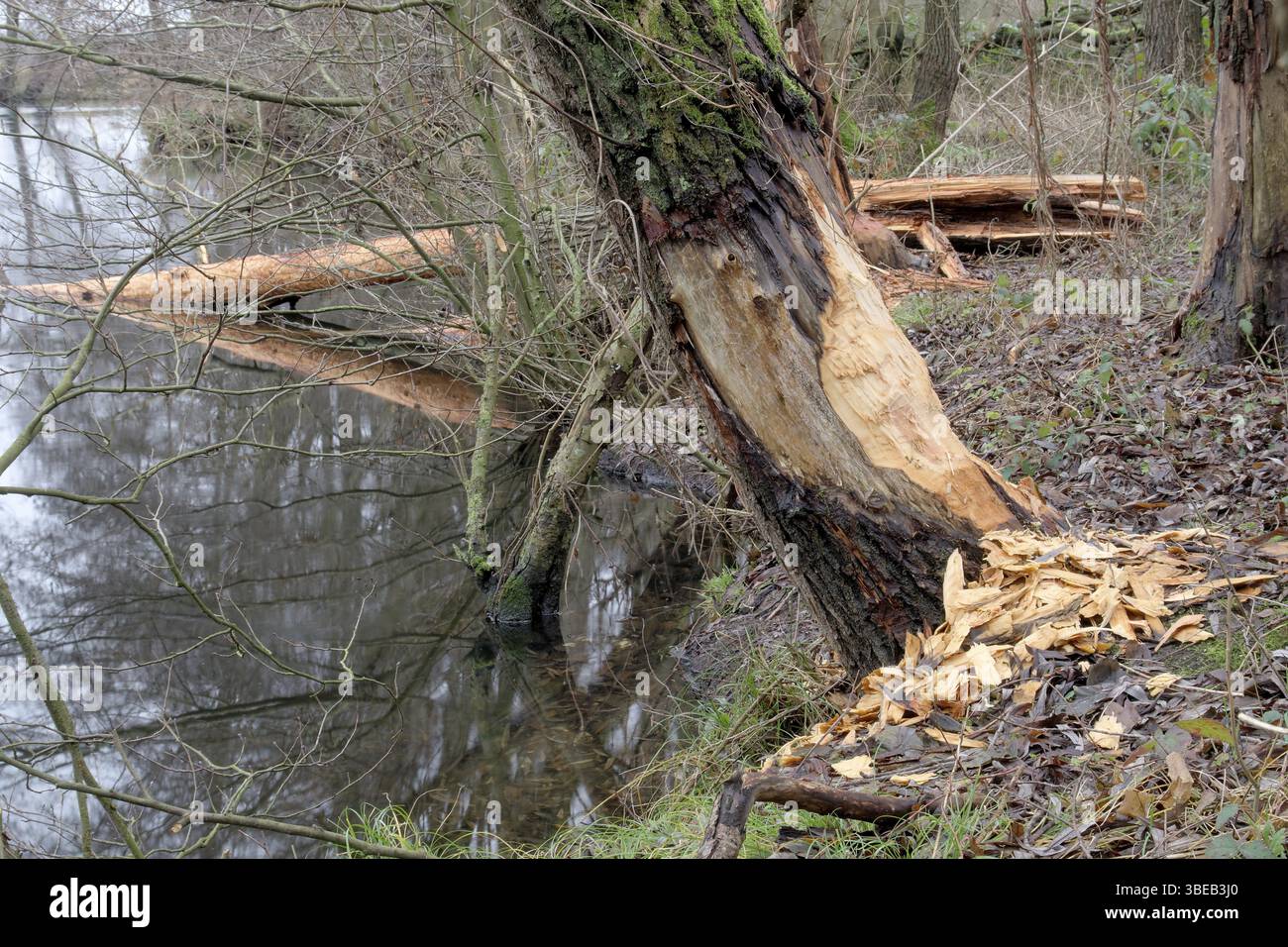 Beaver tracks (castor fibre Stock Photo - Alamy
