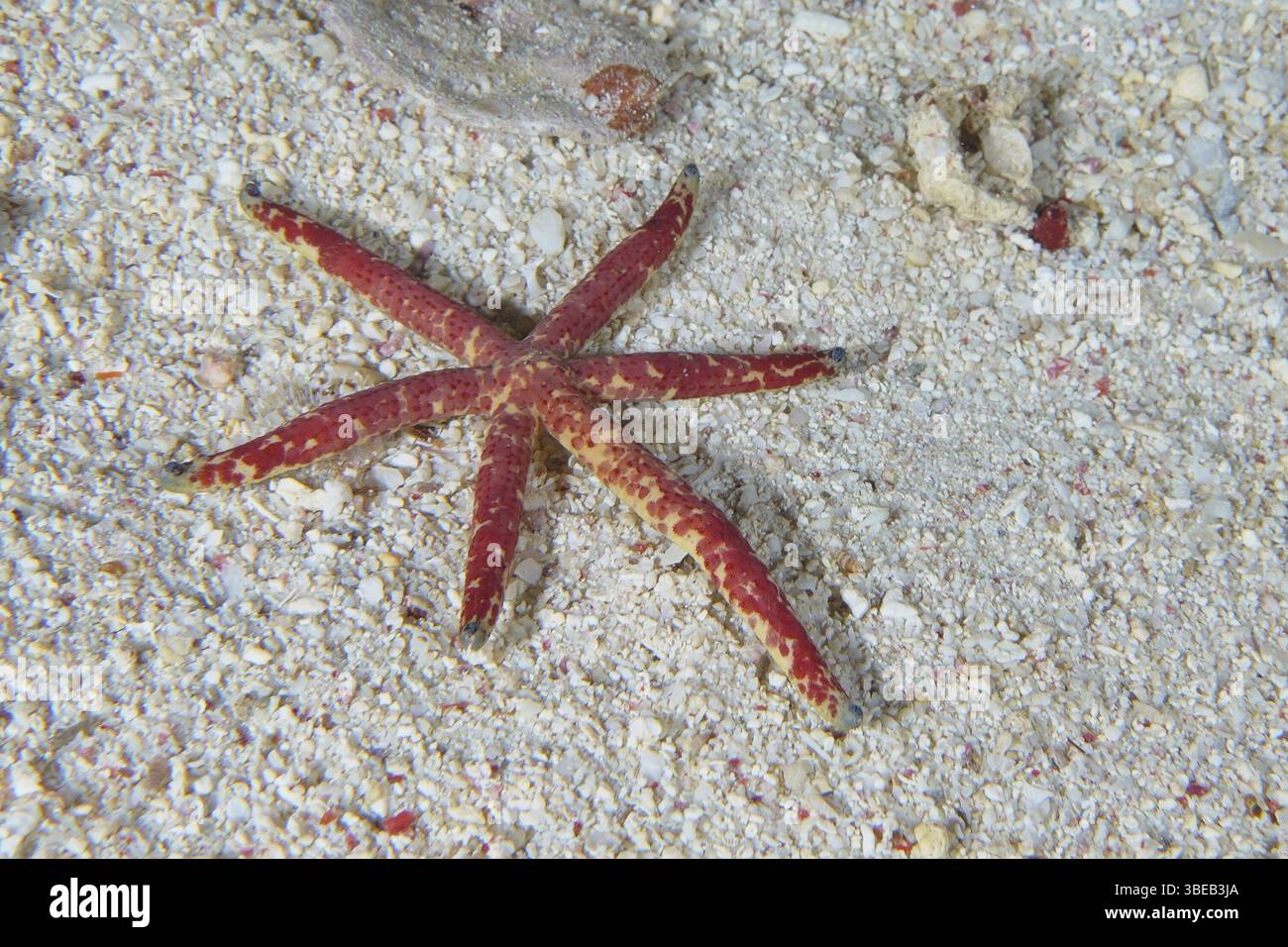 Leiaster leachi hi-res stock photography and images - Alamy